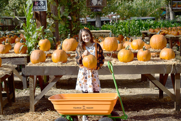Donation Requests | Live Oak Canyon Pumpkin Patch & Christmas Tree Farm, Redlands CA